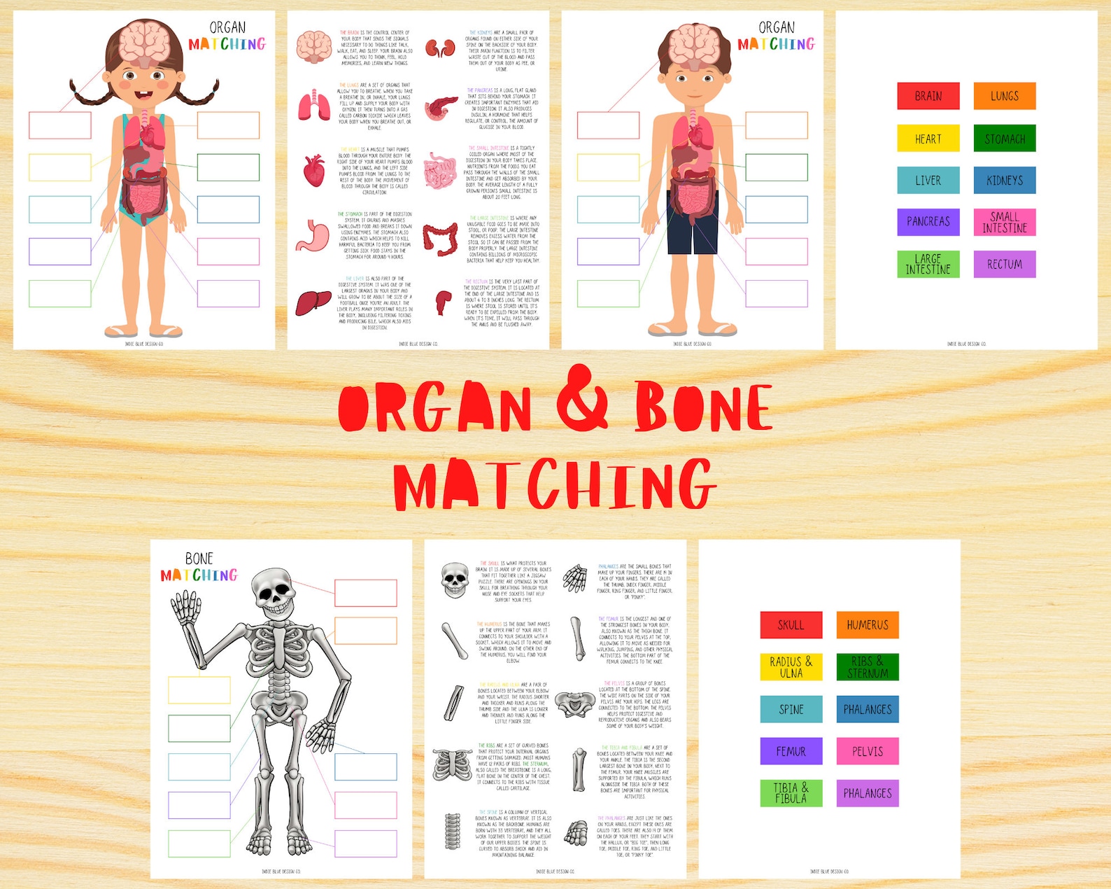 Human Body Unit Study Human Body Bundle Learn About the - Etsy