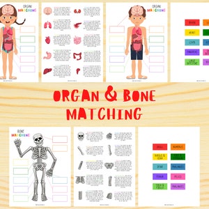 Human Body Unit Study, Human Body Bundle, Learn About the Body, Instant ...