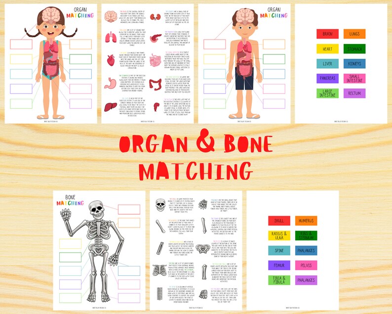 Human Body Unit Study Human Body Bundle Learn About the - Etsy