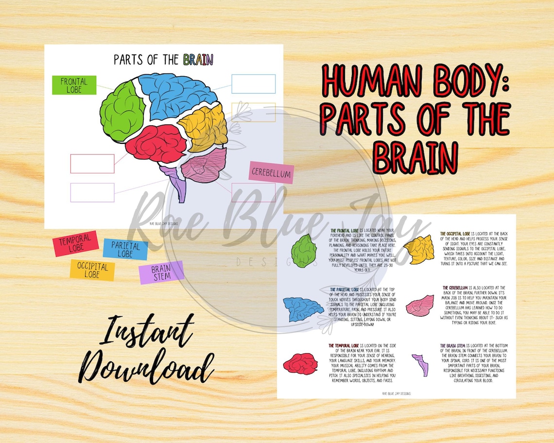 Human Body Study, Parts of the Brain, Brain Puzzle, Brain Activity ...