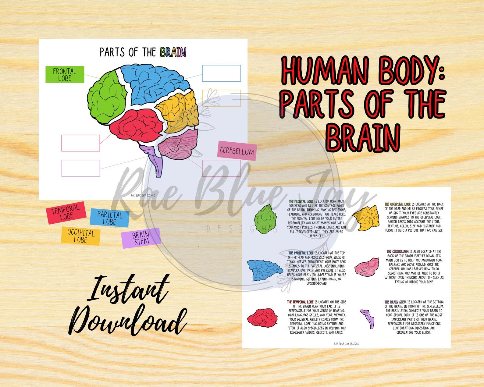 Human Body Study, Parts of the Brain, Brain Puzzle, Brain Activity ...