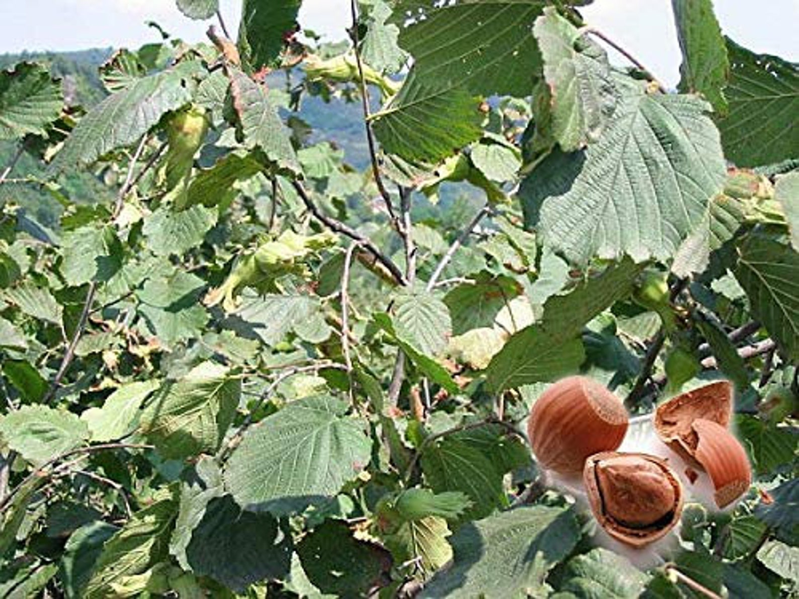 Haselnussbaum Corylus colurna 50 Frische Samen | Etsy