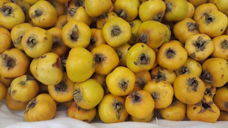 Yellow Hawthorn Crataegus douglasii Tree 50 Fresh Seeds | Etsy