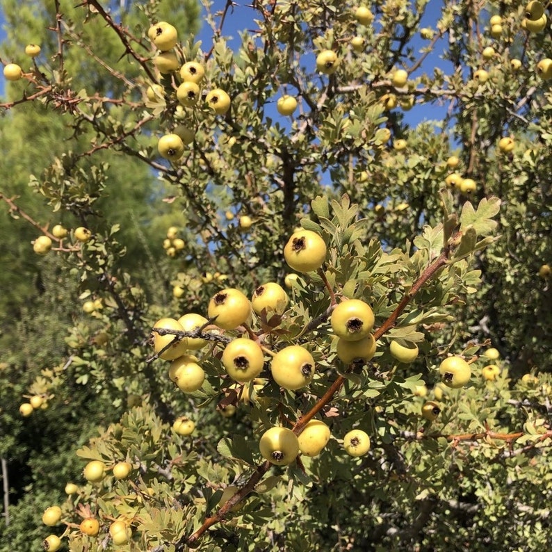 Yellow Hawthorn Crataegus douglasii Tree 50 Fresh Seeds | Etsy