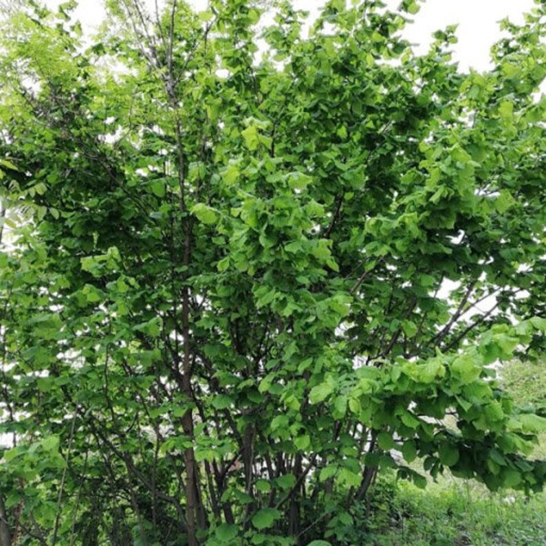 Turkish Hazelnut Tree Corylus colurna 50 Fresh Seeds | Etsy