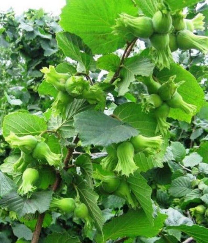 Turkish Hazelnut Tree Corylus colurna 50 Fresh Seeds | Etsy