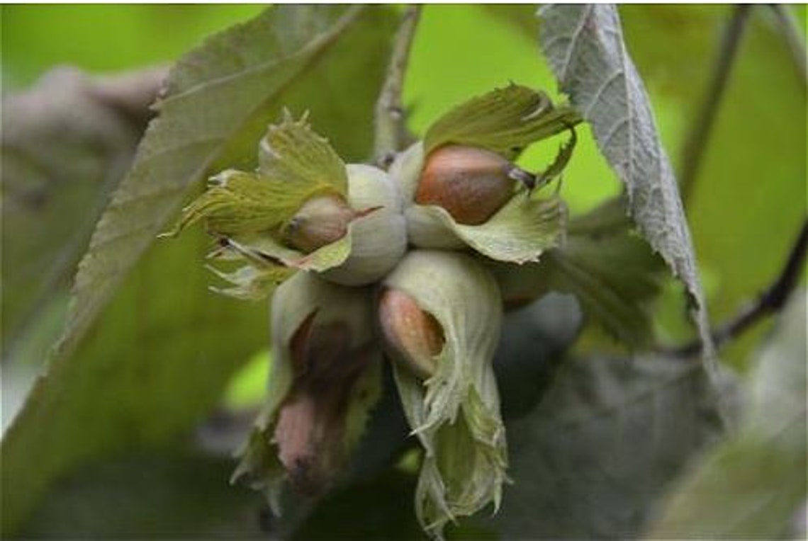 Turkish Hazelnut Tree Corylus colurna 50 Fresh Seeds | Etsy