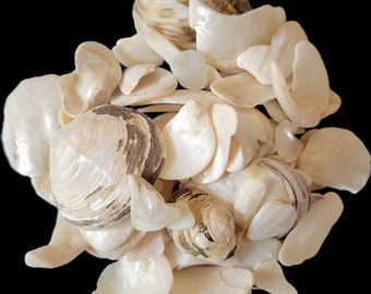 Shells Lake Erie - Etsy