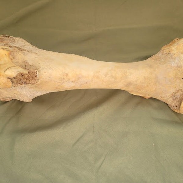 Cow Bone - Etsy