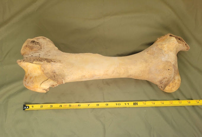 Cow Femur Bone Ethically Sourced and Cleaned - Etsy