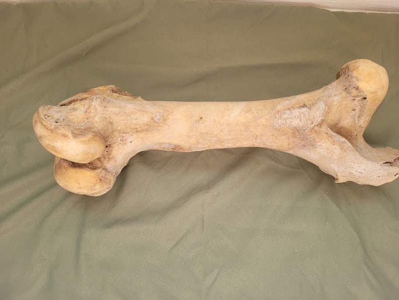Cow Femur Bone Ethically Sourced and Cleaned - Etsy