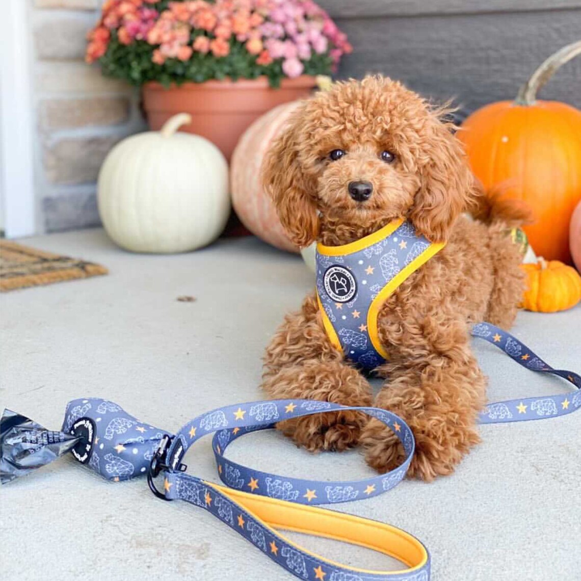 Pawsh Walker Star Gazing Dog Bundle Set Dog Harness Set Dog - Etsy