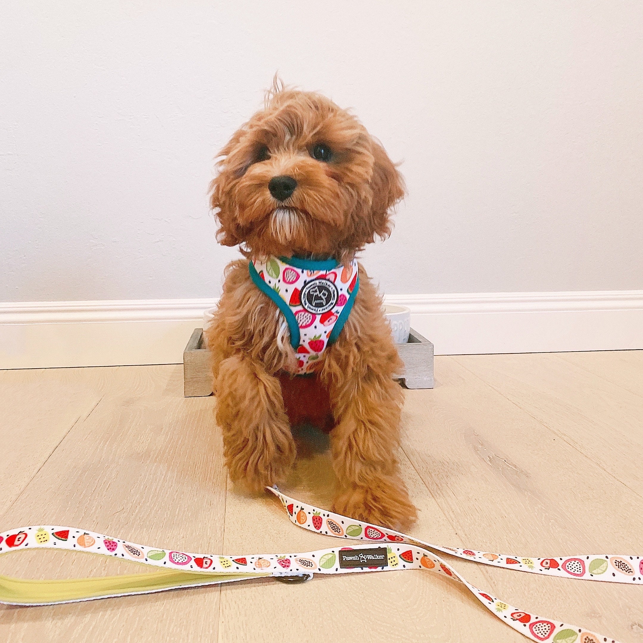 Tropical Lovd Dog Harness, Fruit Harness, Colorful Harness, Girl ...