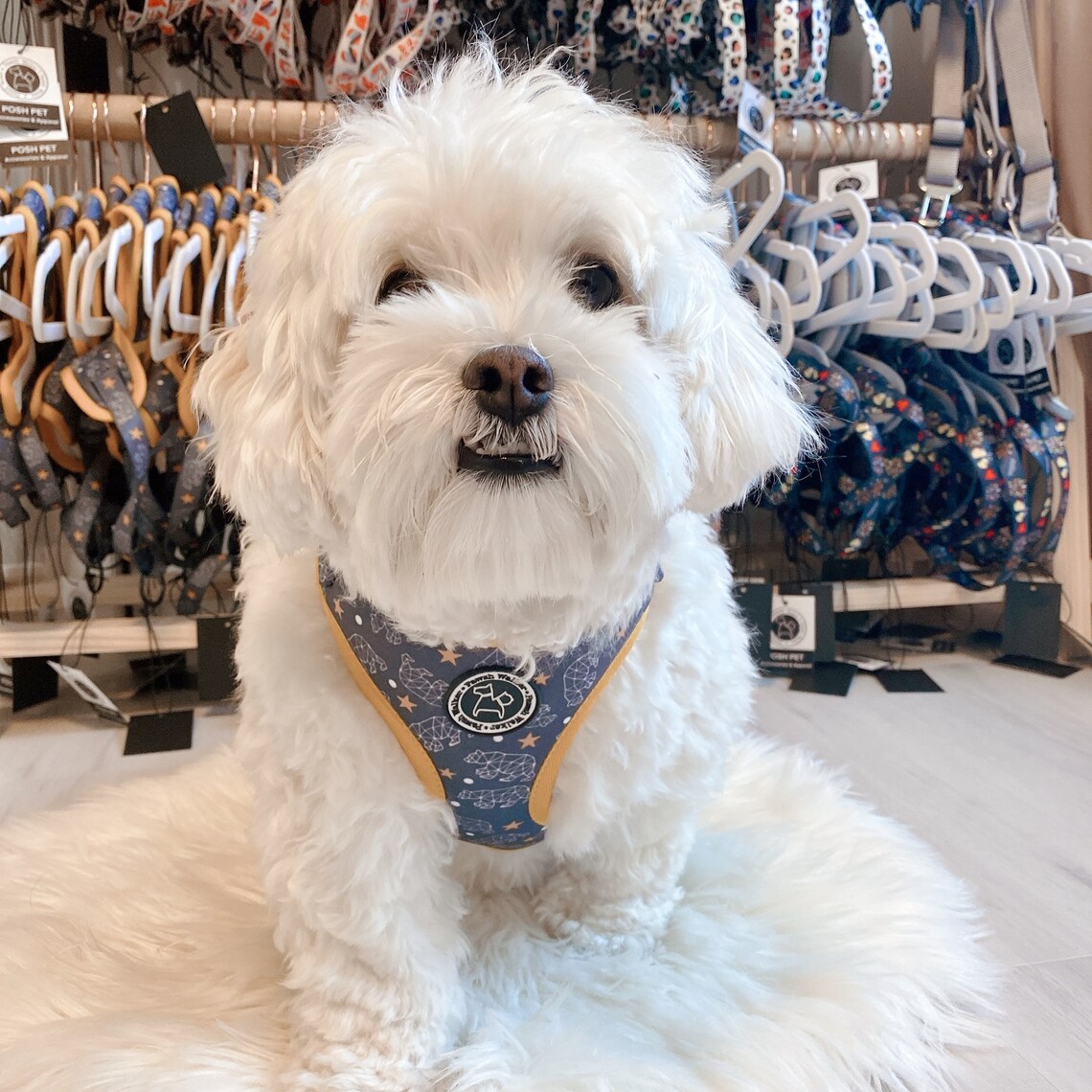 Pawsh Walker Star Gazing Dog Bundle Set Dog Harness Set Dog - Etsy