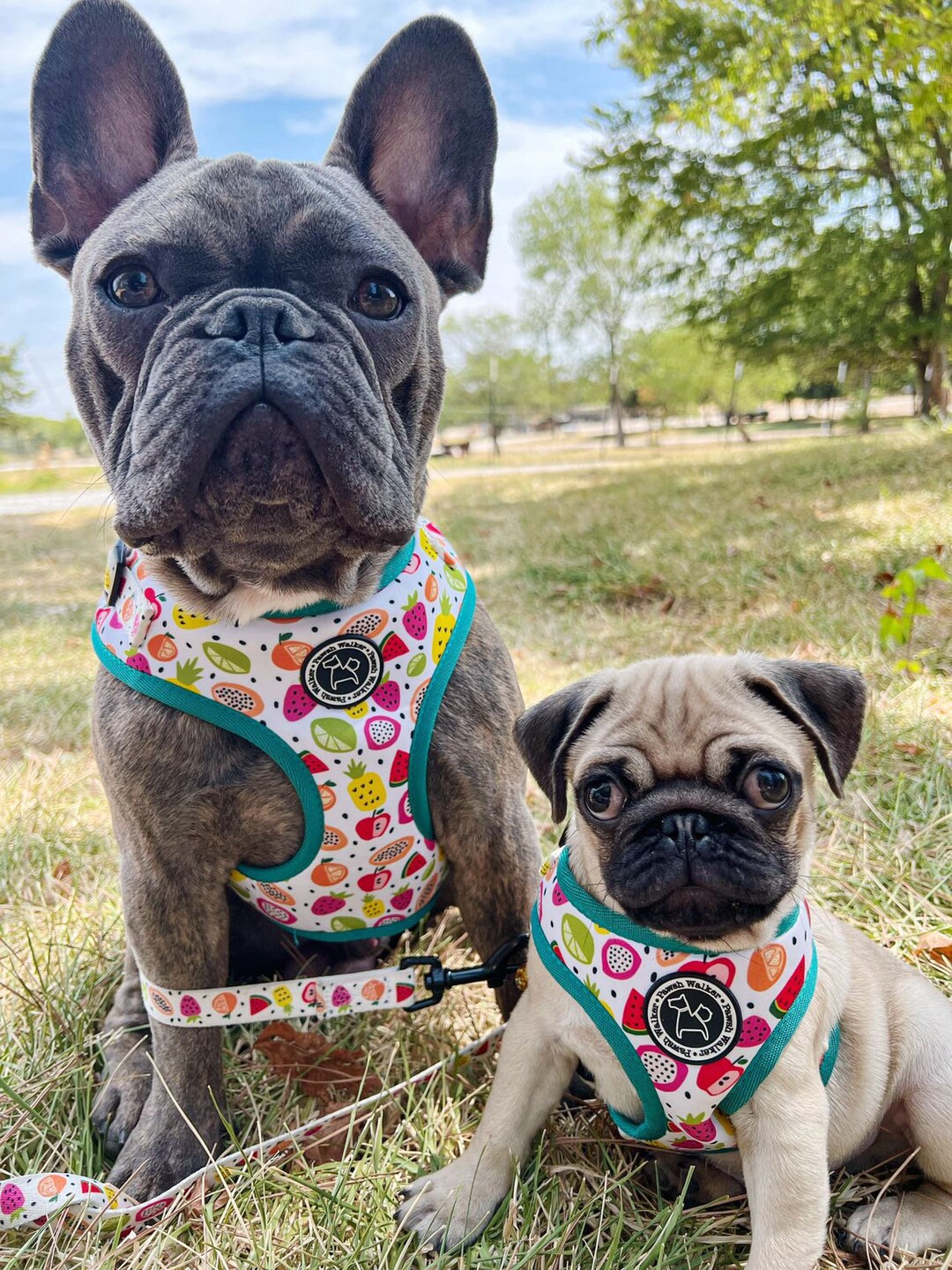 Tropical Lovd Dog Harness, Fruit Harness, Colorful Harness, Girl ...