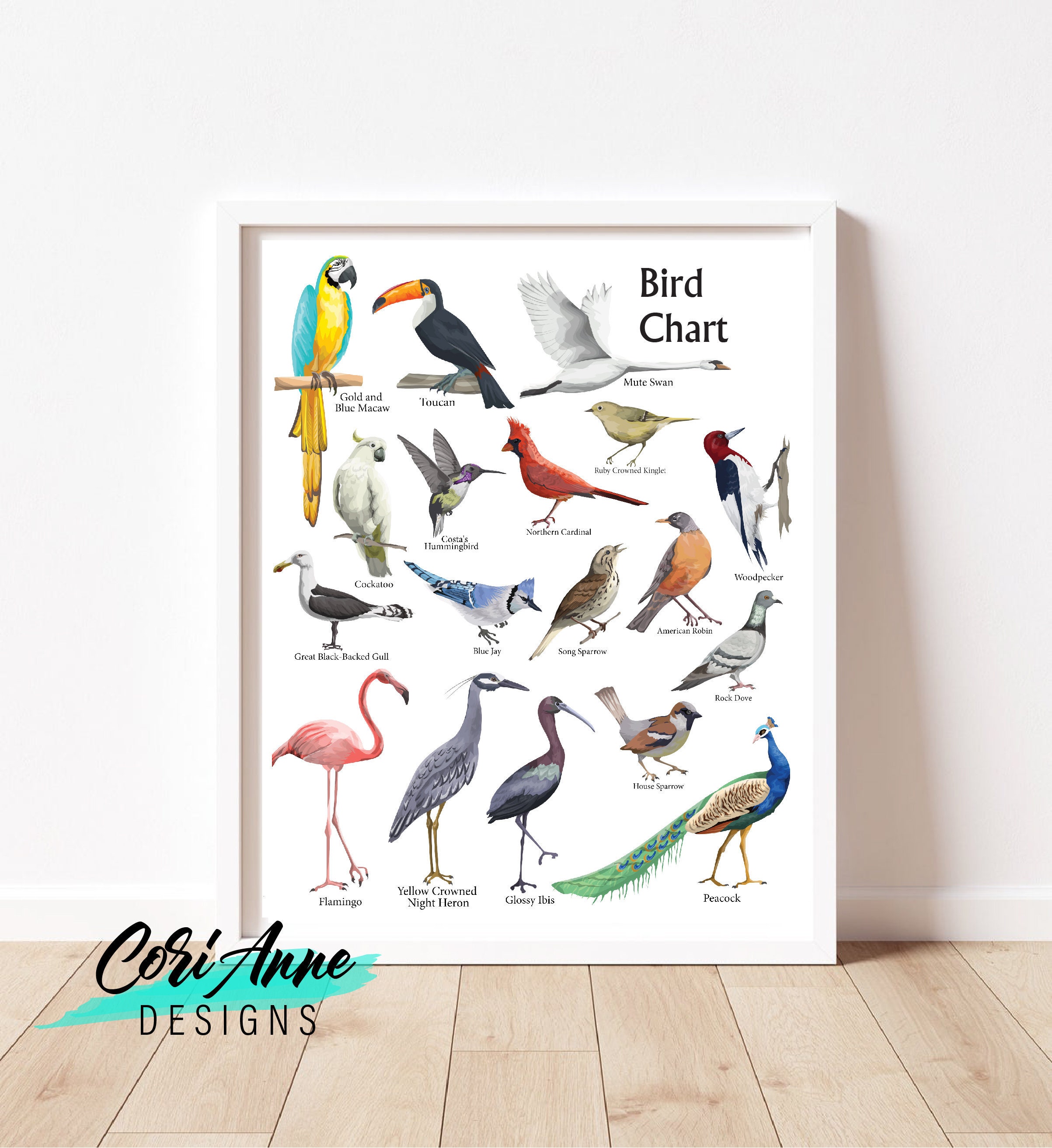 Bird Chart Education Printable Birds Colorful Homeschool | Etsy