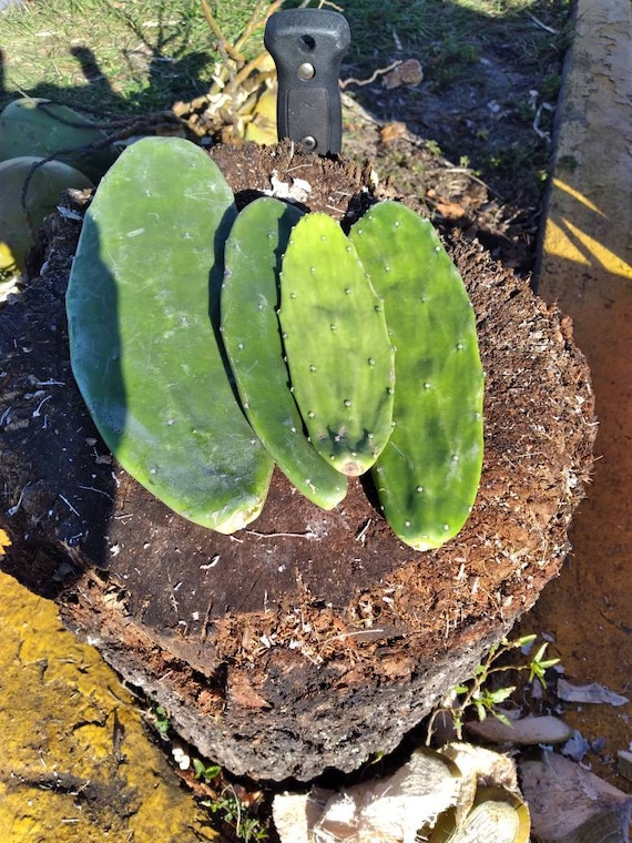 Nopales opuntia Spp. - Etsy