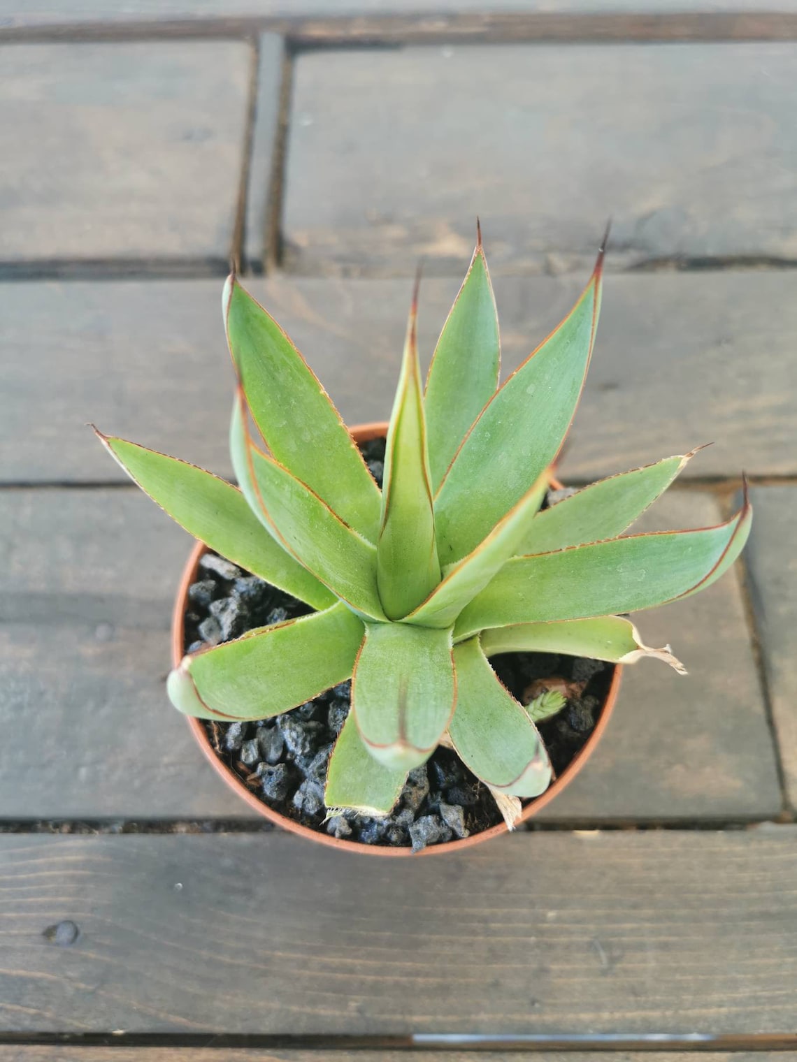 AGAVE RED EDGE Attenuata Plante succulente Hybride Rare | Etsy