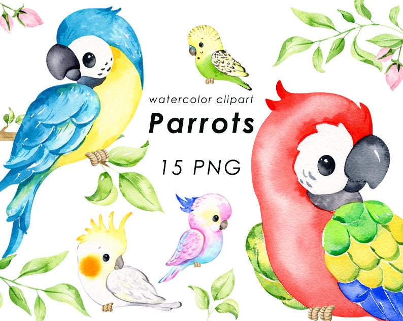 Parrots Watercolor Clipart, Exotic Birds Clip Art, Tropical Parrot Png ...