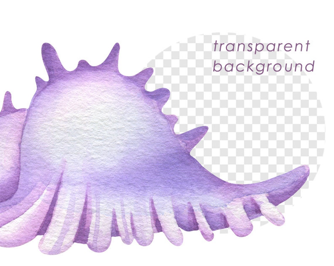 Watercolor seashells clipart summer clip art nautical | Etsy