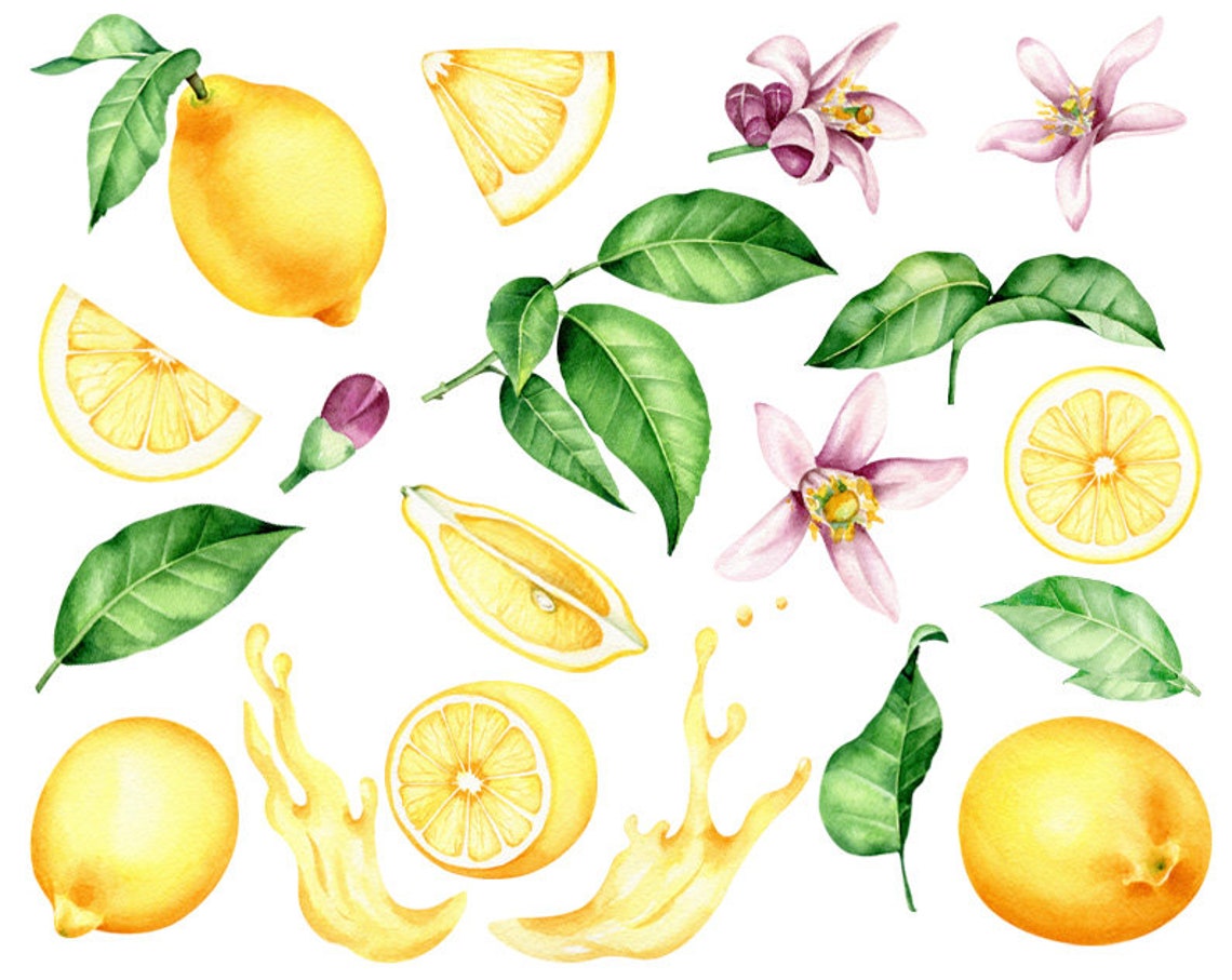Lemon Watercolor Clipart Citrus Clip Art Fruits PNG Summer - Etsy