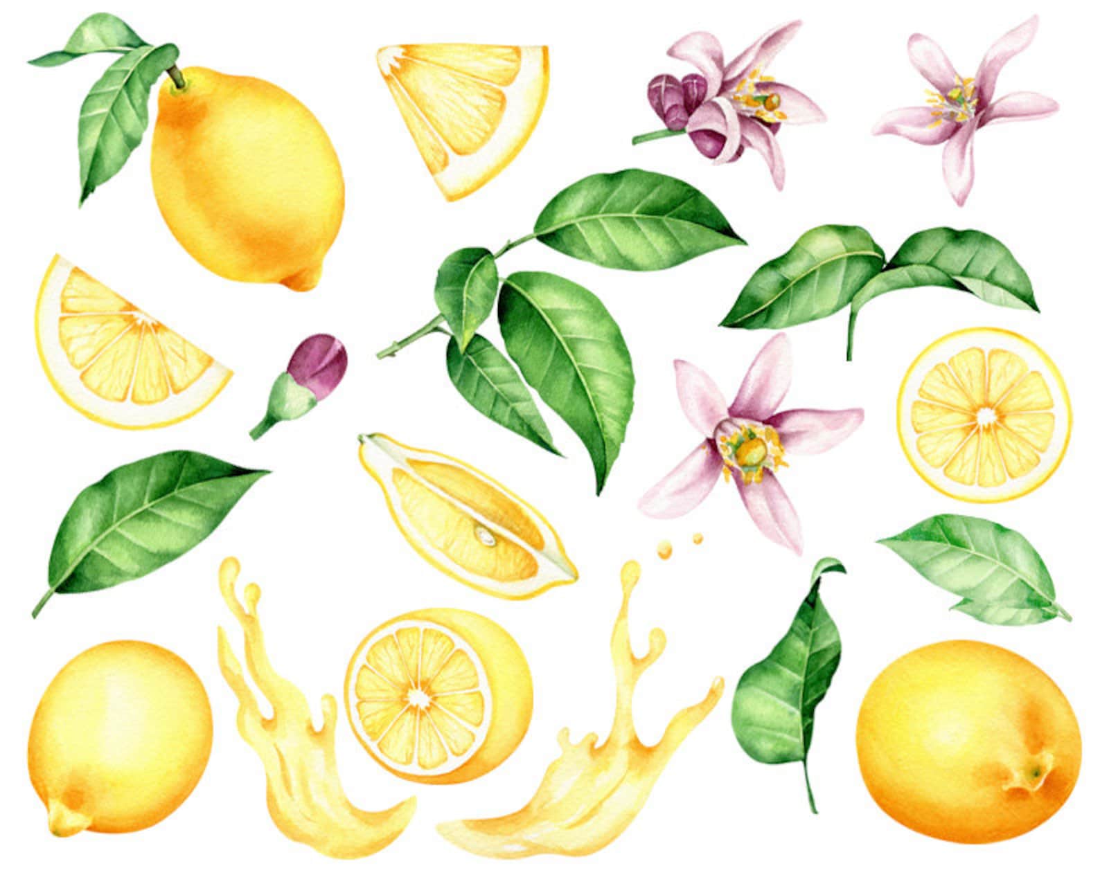 Lemon Watercolor Clipart Citrus Clip Art Fruits PNG Summer - Etsy