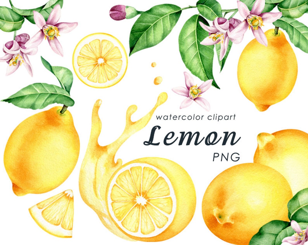 Lemon Watercolor Clipart, Citrus Clip Art, Fruits PNG, Summer Lemons ...
