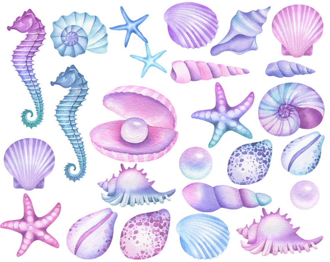 Watercolor Seashells Clipart Summer Clip Art Nautical - Etsy