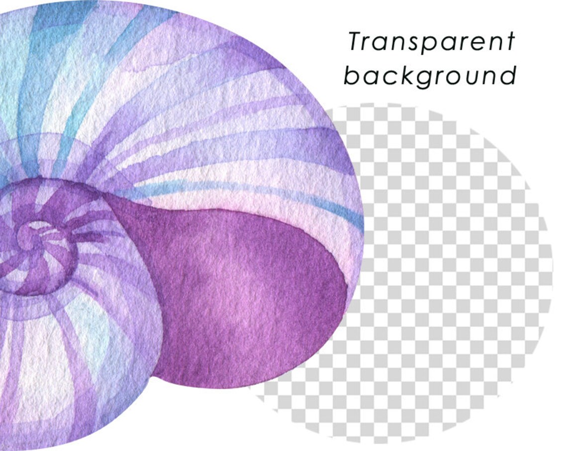 Watercolor Seashells Clipart Summer Clip Art Nautical - Etsy