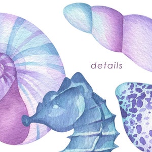 Watercolor seashells clipart summer clip art nautical | Etsy