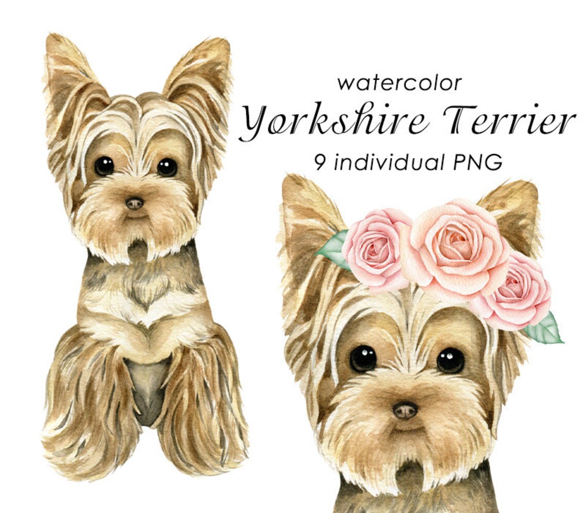 Watercolor Yorkshire Terrier Clipart Hand Painted Yorkie PNG - Etsy