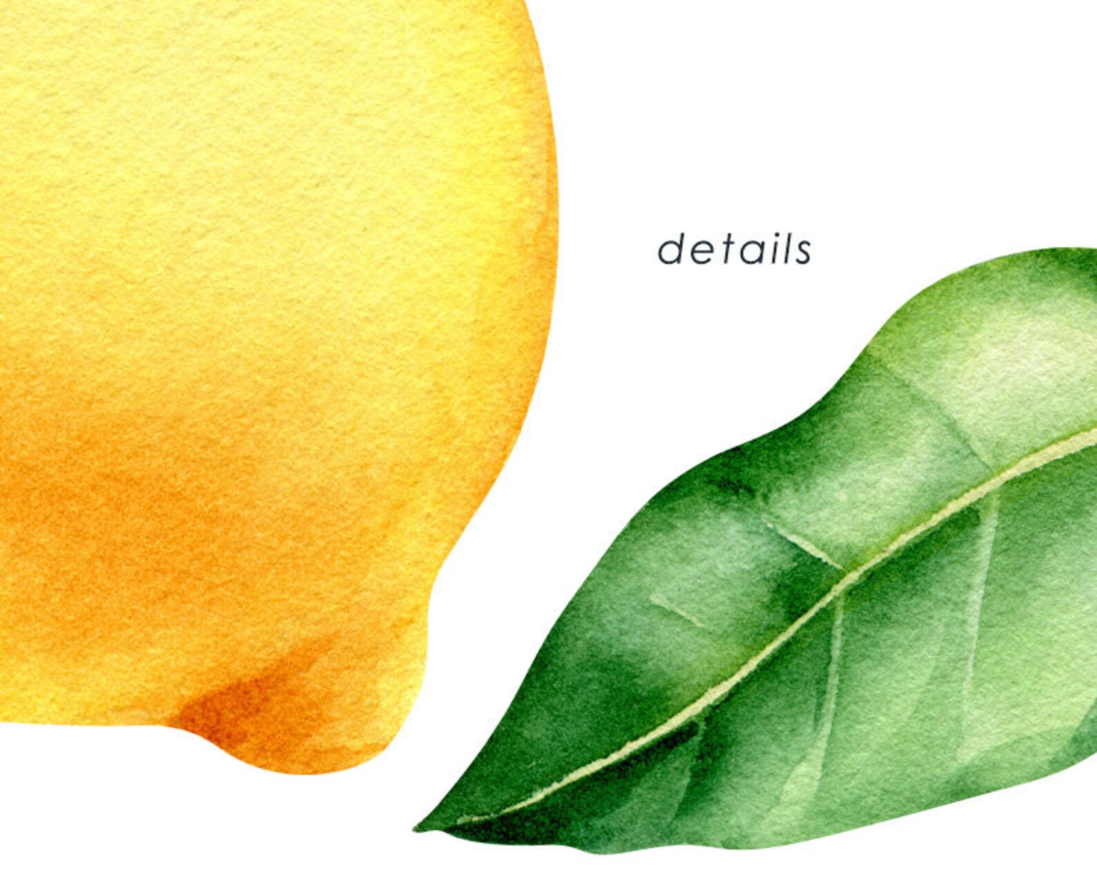 Lemon Watercolor Clipart Citrus Clip Art Fruits PNG Summer - Etsy