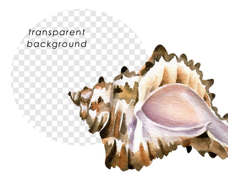 Watercolor Seashells Clipart, Nautical Summer Clipart, Starfish Conch ...