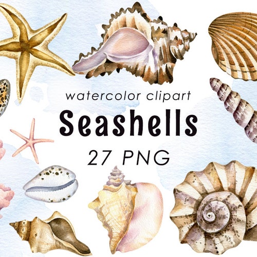 Watercolor Seashells Clipart Summer Clip Art Nautical - Etsy