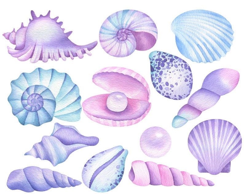 Watercolor seashells clipart summer clip art nautical | Etsy