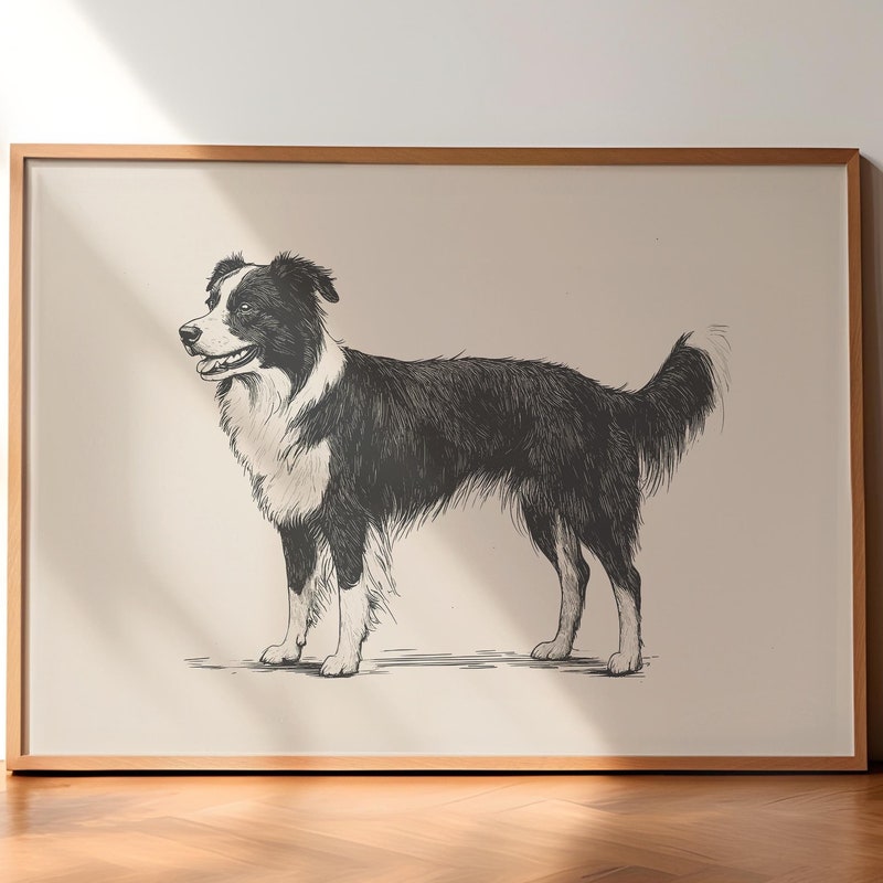 Antique Vintage Border Collie Print - Etsy