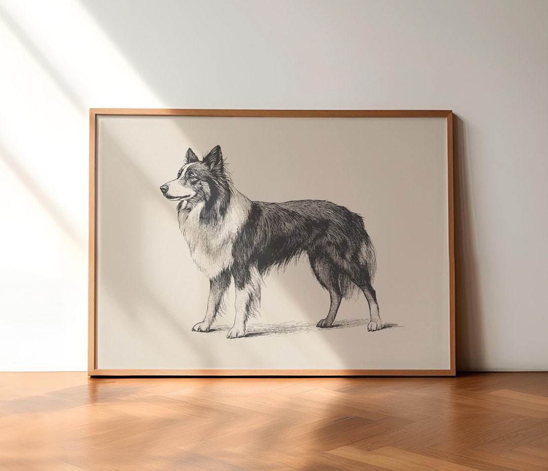 Collie Sketch Art, Collie Vintage Poster, Dog Wall Decor, Antique Retro ...