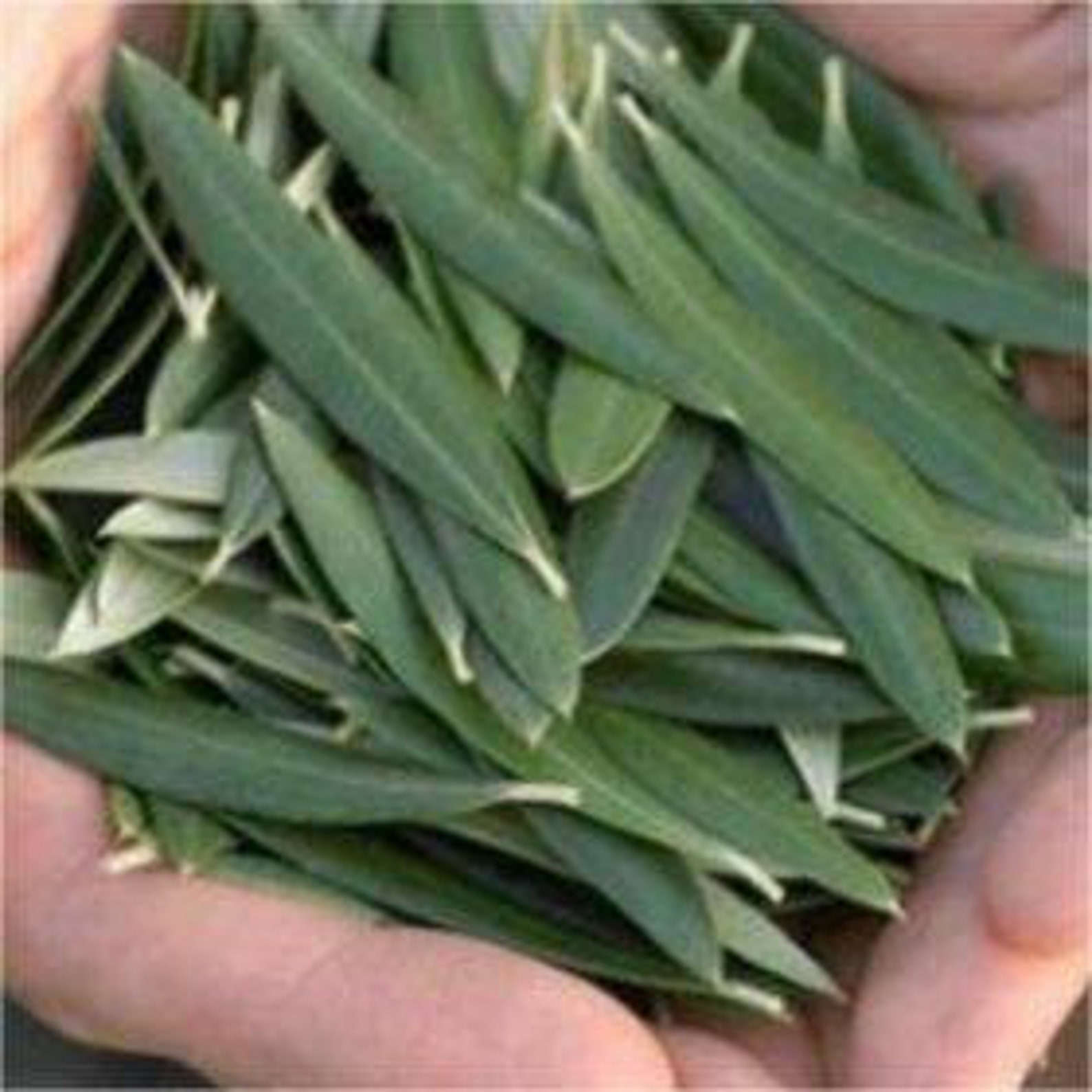 Organic Greek Fresh Olive Leaves#for Wedding Decorations and for Teas ...