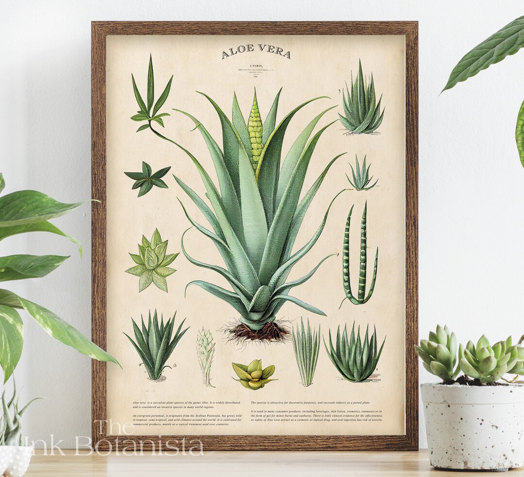 Vintage Aloe Vera Print, Herbs Poster, Botanical Poster, Kitchen Wall ...