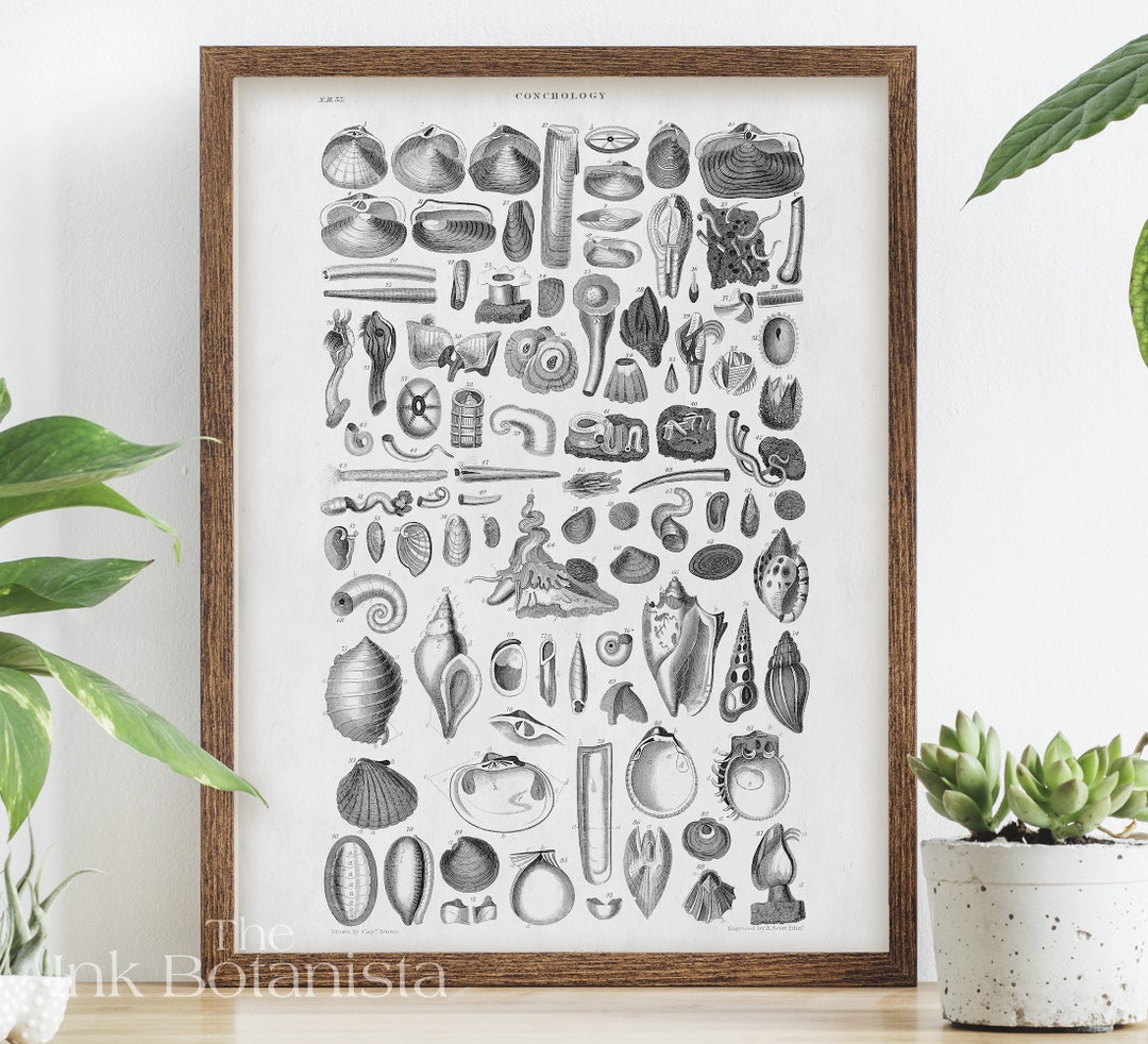 Vintage Sea Shells Poster, Conchology Plate Chart Print, Seaside Wall ...
