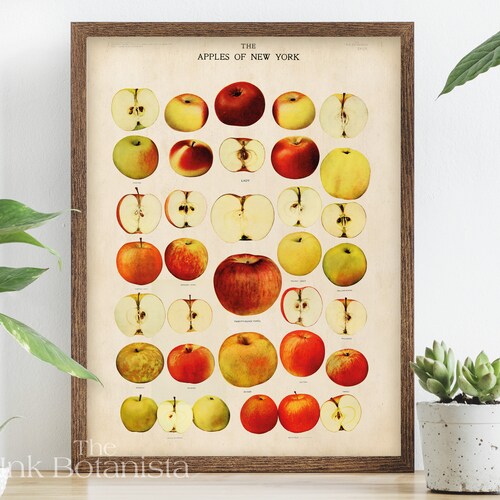 Vintage Apple Poster Lithograph Print Antique Botanical - Etsy