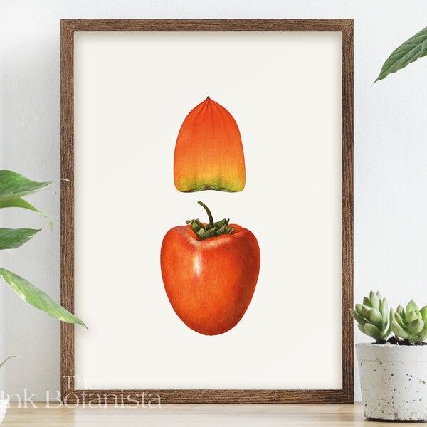 Persimmon Antique - Etsy