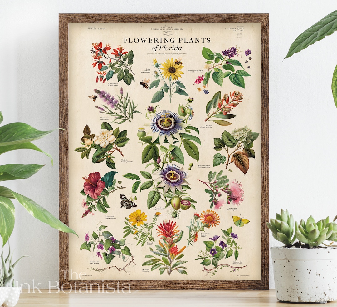 Flowering Plants of Florida Print, Botanical Chart Print, Florida Wall ...