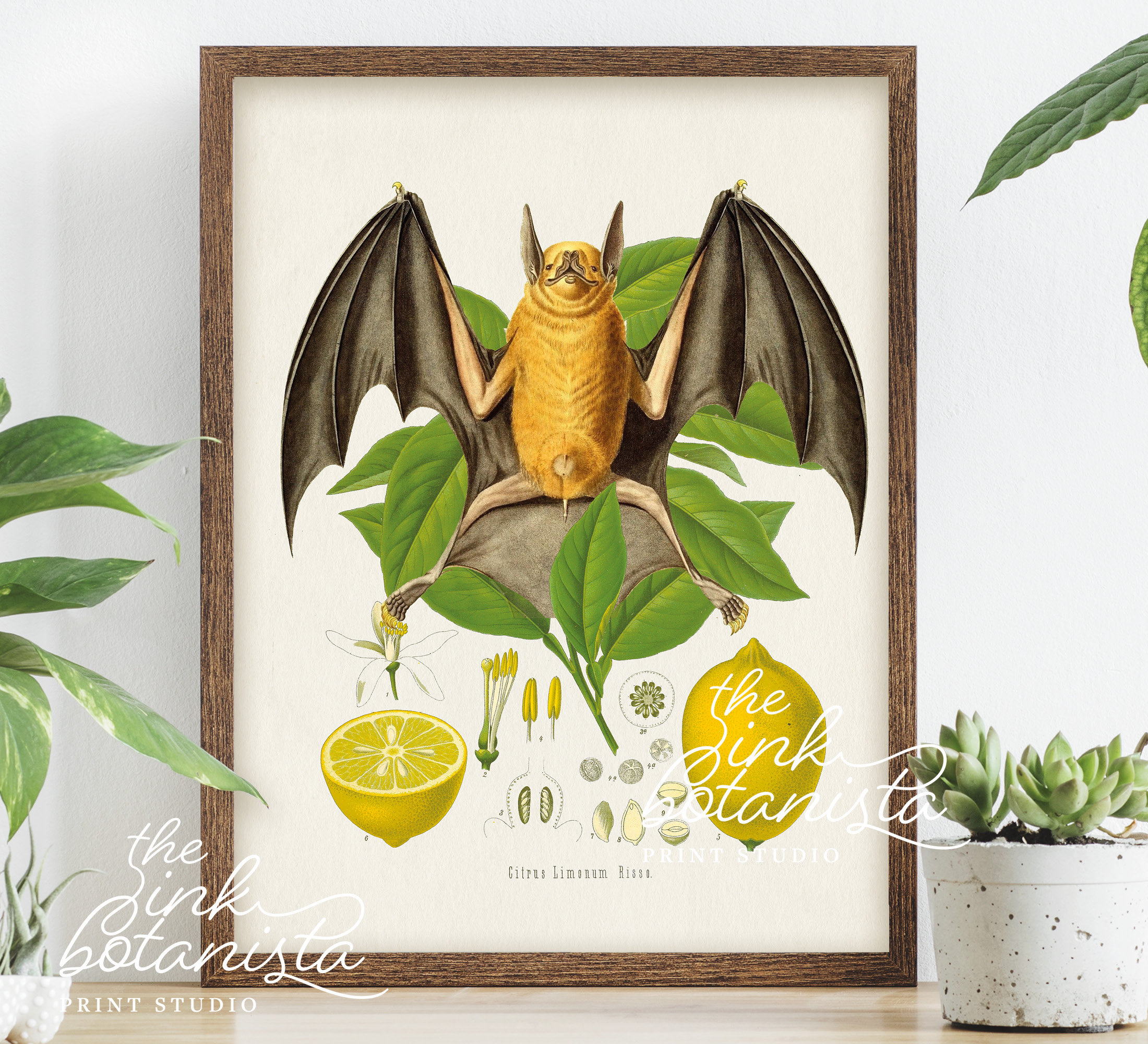Bat Botanical Print Poster Vintage Style Wall Art Antique | Etsy
