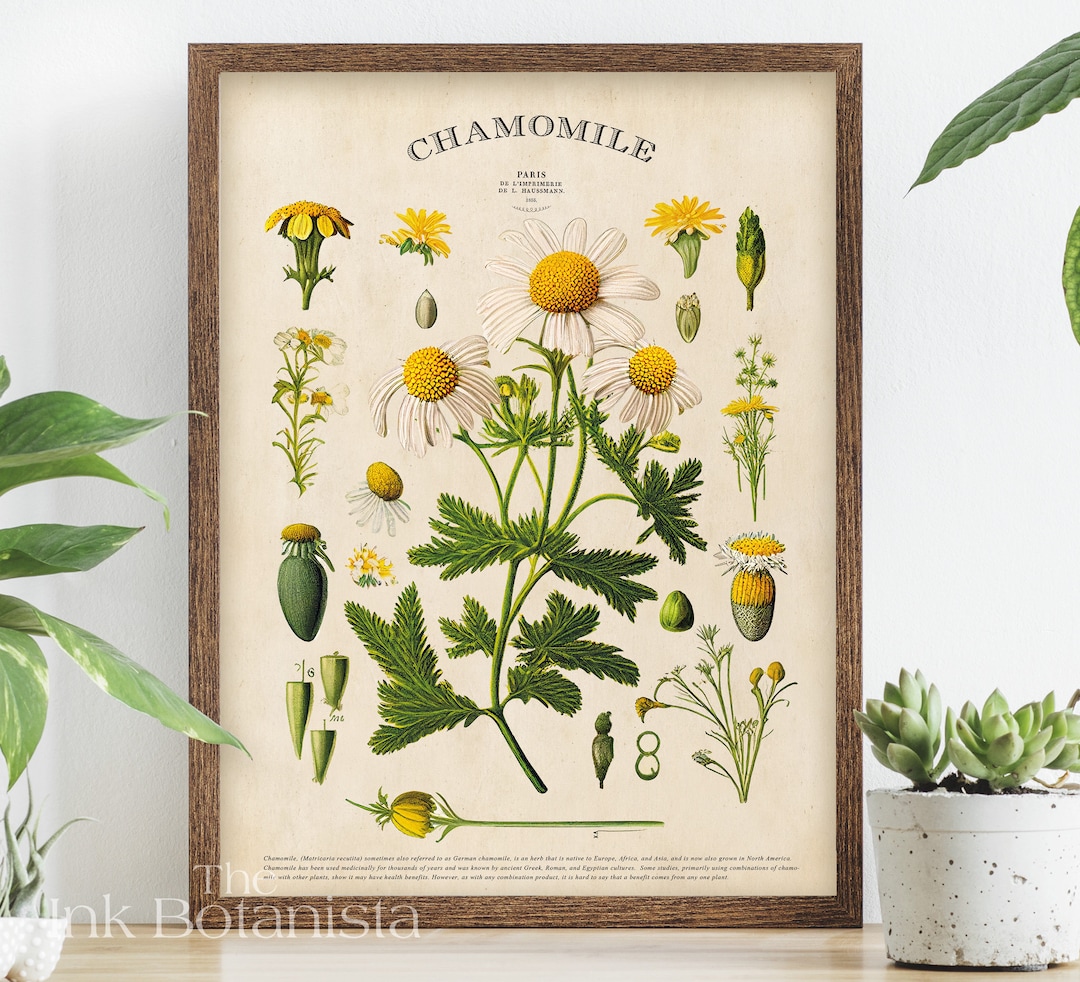 Chamomile Print, Herb Poster, Botanical Print, Kitchen Wall Art ...