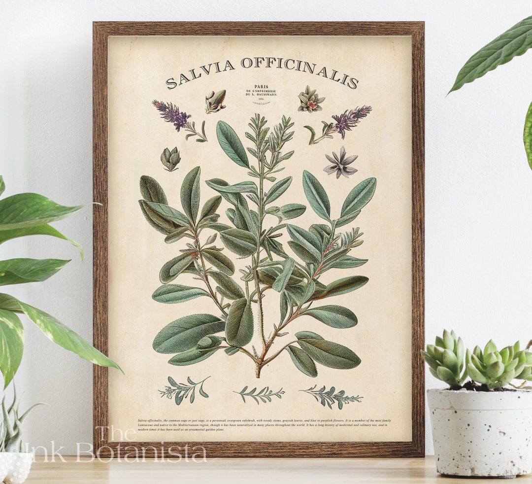 Vintage Sage Print, Herbs Poster, Botanical Poster, Kitchen Wall Art ...