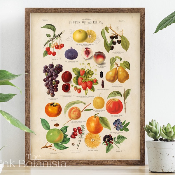 Vintage Poster Fruit - Etsy