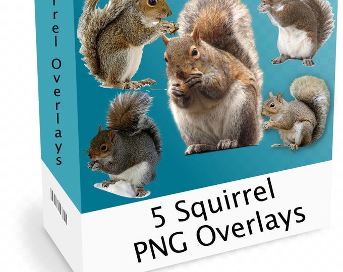 Squirrel Overlays for Photoshop, Photoshop Overlays, Squirrels, Animals ...