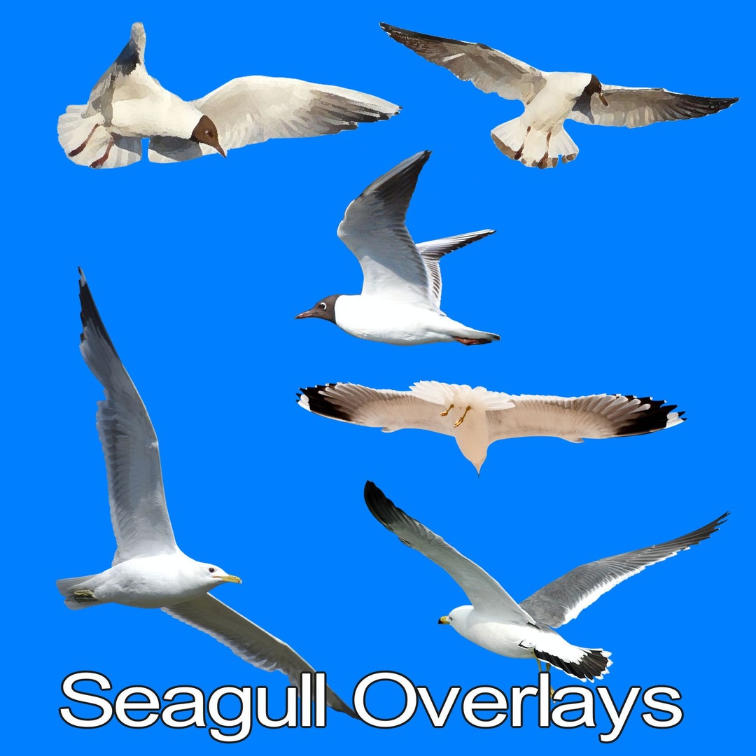 Seagull Bird Photoshop Overlays, Photoshop Overlays, Birds, Animal, Sky ...