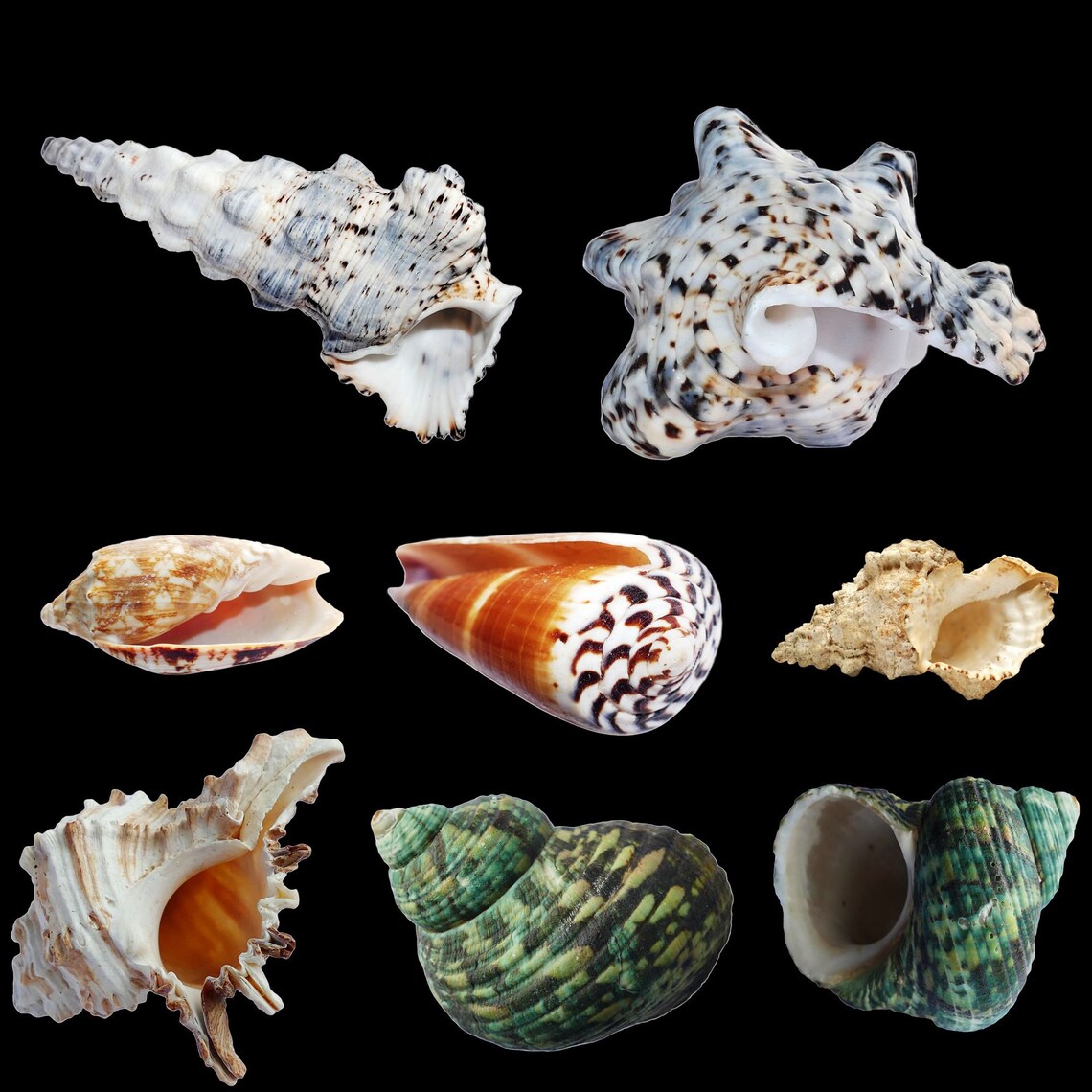 30 Seashell Photoshop Overlays Seashell Overlay Shell - Etsy